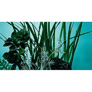 Bvlgari Aqva Bvlgari 5 oz EDT Spray For Men