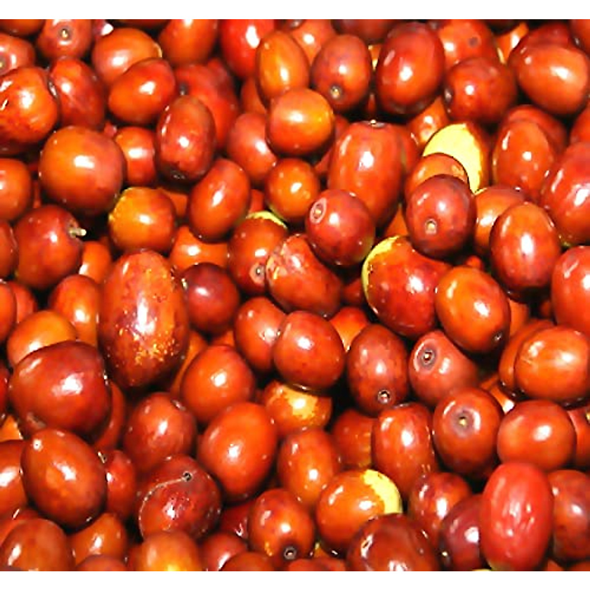 MySeeds.Co - BIG PACK Seeds Big Pack Survival Flower Fruit Garden Seeds, Exotic Rare Non-GMO and Heirloom Variety Limited Quantity, You Choose The Color (Jujube)