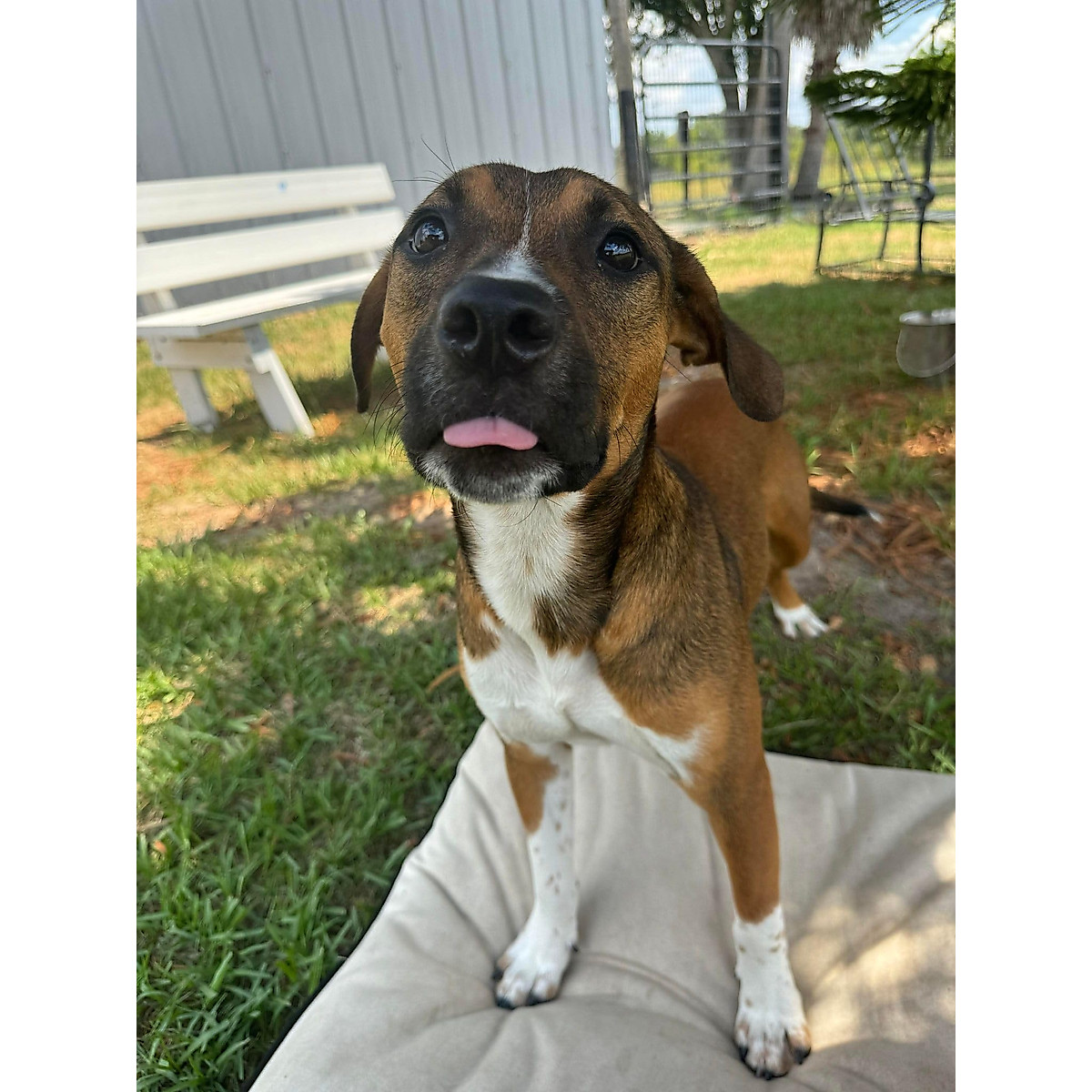 Generic Grill House Kind Rewards Dog Treats 4.5 oz (128g) Bac'N Sizzlers Flavored (Bacon)