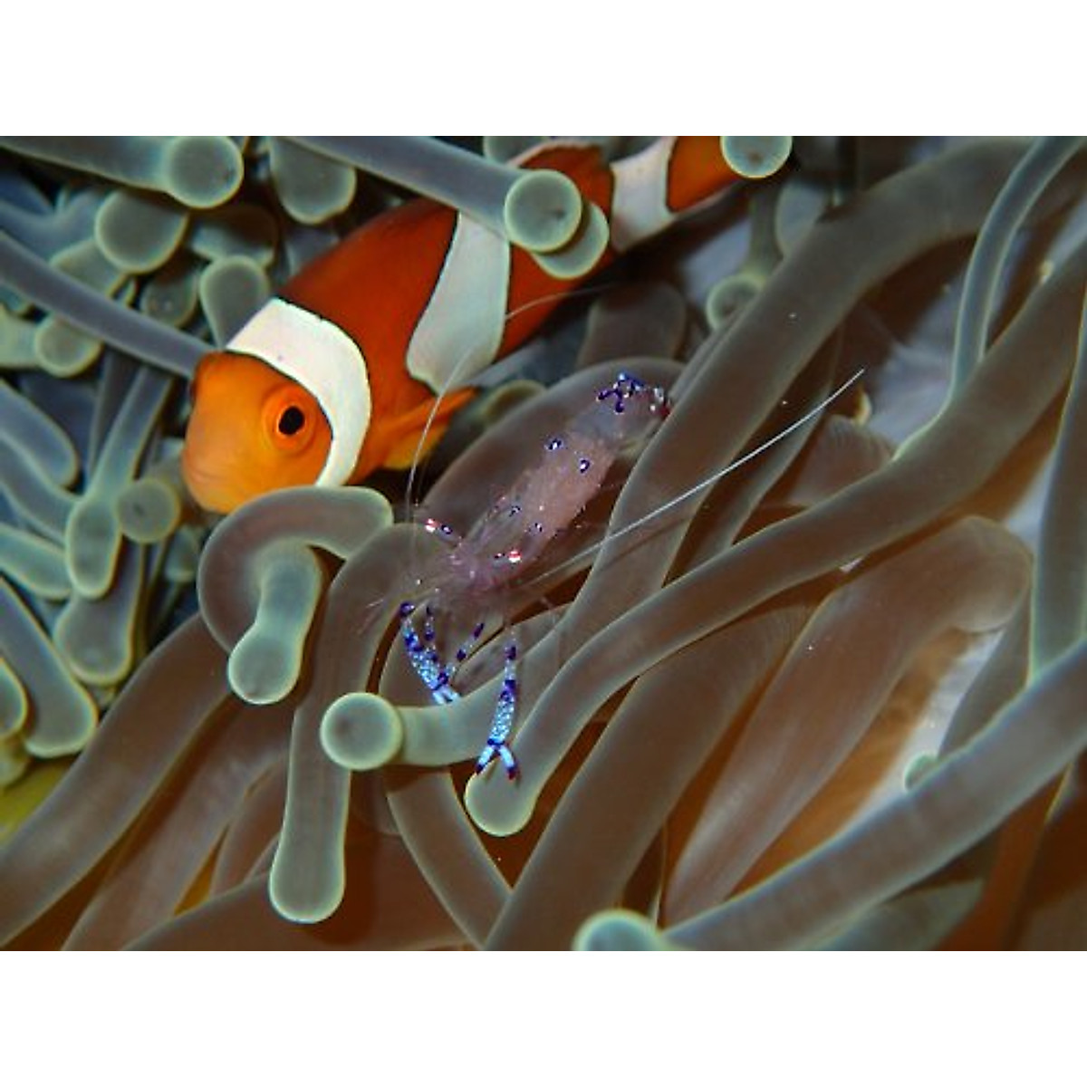 Stylus Tough TG-2 - Digital Camera - red