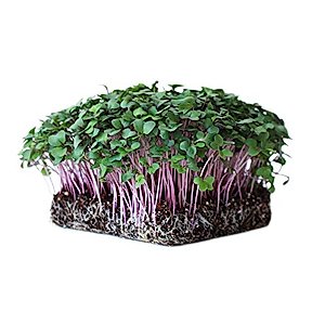 Purple Vienna Kohlrabi Seeds: 1 Lb - Non-GMO Vegetable Garden & Micro Greens Growing Seed