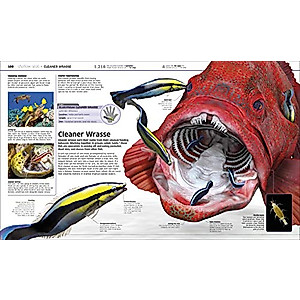 Knowledge Encyclopedia Ocean! (DK Knowledge Encyclopedias)