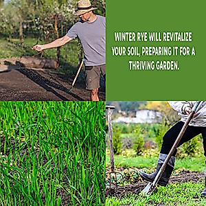 No-Till Winter Rye Seeds - 5 Lbs - Non-GMO Rye Grain Cover Crop Seeds by Mountain Valley Seed Company
