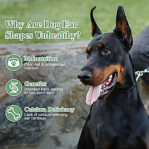 Toddmomy Doberman Dog Ear Posting Kit, Dog Ear Stand Up Support Tool with Tape and 2 Vertical Dog Ear Fixed Correction Sticks for Doberman Pinscher Dogs Puppy