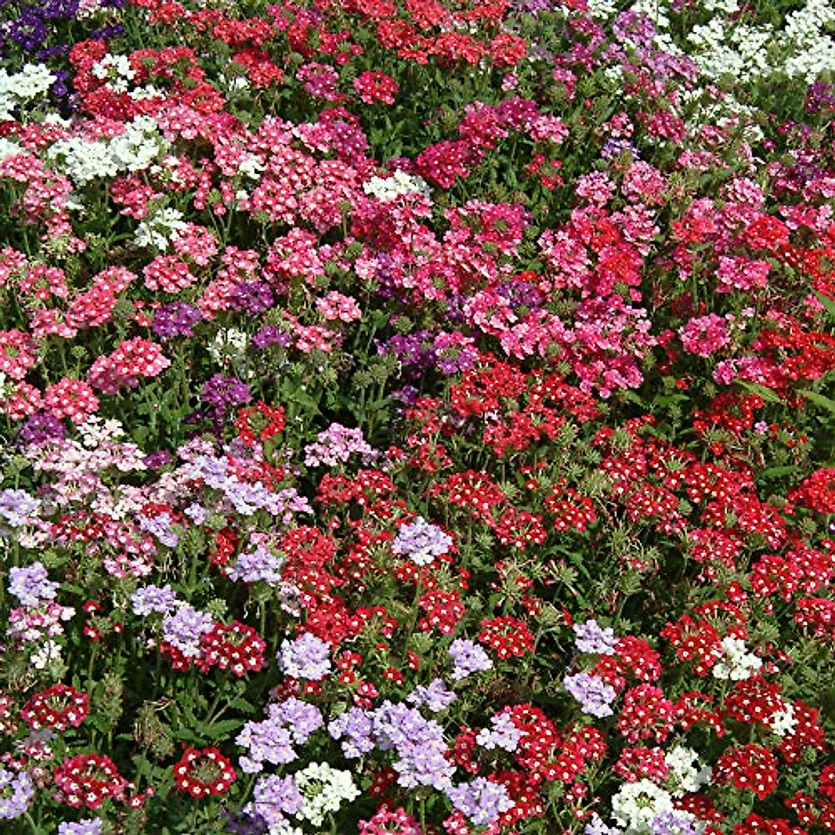 Outsidepride Verbena Flower & Ground Cover Plant Seed Mix - 1000 Seeds