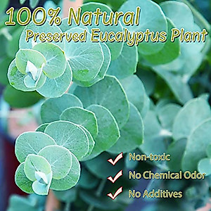 1600+ Small Preserved Real Eucalyptus Leaves, 100% Natural Bulk Eucalyptus, Biodegradable Wedding Leaves Confetti for Anniversaries, Birthday, Graduation, Bridal Showers, Baby Shower Party Decor