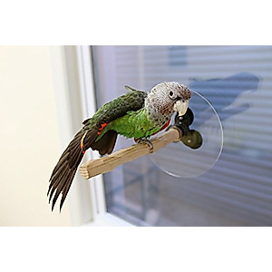 Window NU Perch for Small to Medium Parrots