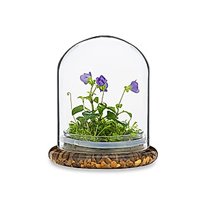 Award Winning: Persian Violet with Sundew Moss - Live Flower Terrarium in Self Sustaining Glass Jar, Maintenance Free and Blooms All-Season, Great Unique Gift and Home Decor, 100% Growth Guarantee