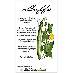 Big Pack - (100) Luffa Luffa Cylindrica Loofah Seeds - Dishcloth Or Luffa Gourd Fruits Grow To Approx. 2' - Non-GMO Seeds By MySeeds.Co (Big Pack - Luffa Gourd Reg)