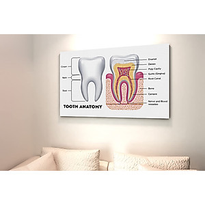 Dental Chart Wall Art Poster Dental Office Decor Nursing School Essentials Dental Medical Assistant Accessories Tooth Anatomy Science Posters Teacher Supplies Cool Wall Decor Art Print Poster 18x12