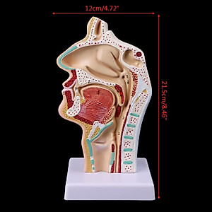 Nasal Cavity Throat Model, Human Anatomical Model for Science Classrooms Study Teaching Aid