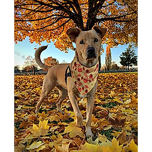 2 Pack Fall Thanksgiving Dog Bandanas Bibs Triangle Puppy Scarf Bibs Dog Kerchief Set Dog Bandana for Dogs Cat Pet