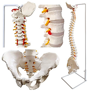 New-Horizon Scientific Spinal Cord Model,Skeleton Model -34" Life Size Spinal Column Model with Vertebrae, Nerves, Arteries, Lumbar Column, and Male Pelvis, Includes Stand (Good After-Sales)
