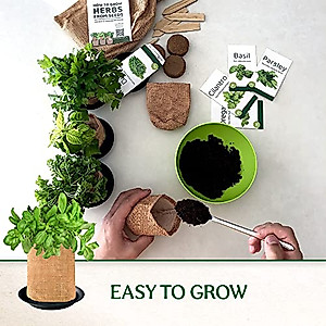 Medicinal Herbs Starter Kit - Non GMO, Heirloom Seeds - Basil, Parsley, Cilantro (Coriander), Oregano, Dill - Includes Pots, Soil, Bamboo Plant Markers - Gardening Gift
