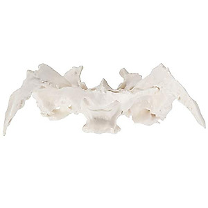 Axis Scientific Human Sphenoid Bone Model | Cast from a Real Human Sphenoid Bone Specimen | Life Size Replica Details All Fissures, Canals, and Processes | Includes Product Manual