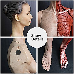 Female Anatomy Figure - Human Muscle Skeleton Anatomical Model Painting Model Human Anatomical Muscle Bone and Skin Model Reference for Artist