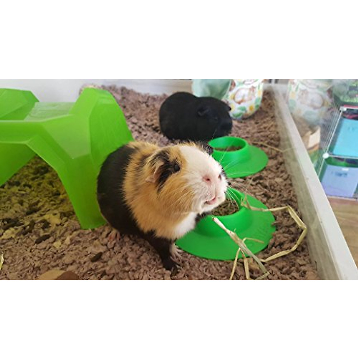 STAYbowl Tip-Proof Ergonomic Pet Bowl for Guinea Pig and Other Small Pets, 1/4-Cup Small Size, Spring Green