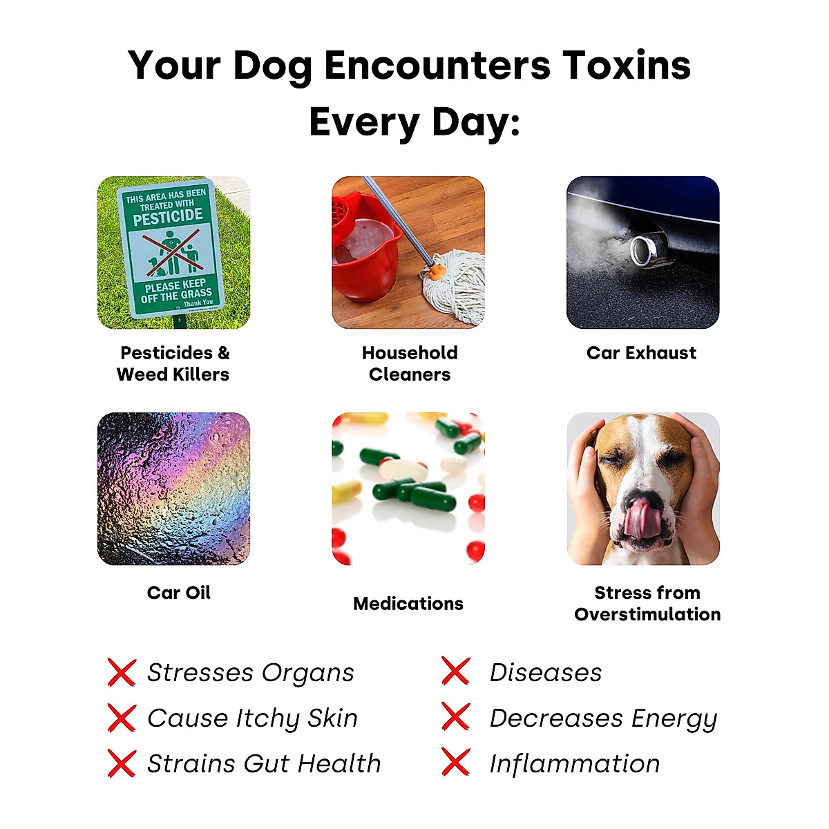 Kayode Dog Detox - Dog Liver Supplement & Immune Defense. with Milk Thistle for Dogs. Help Detoxify Liver, Reduce Inflammation & Improve Gut Health. 1 BIl CFU Probiotics, Omega Oil, & Bee Pollen.