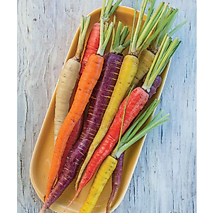 Burpee Kaleidoscope Blend Carrot Seeds | 1500 Non-GMO Seeds | Rainbow Carrot Seeds for Planting | Vegetable Seeds for Planting Home Garden | Five Colors: Red, Orange, Purple, White, and Yellow