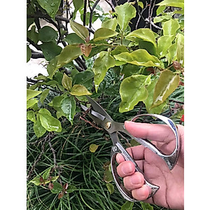 Horsvill Indoor Plant Shears Garden Scissors, Houseplant Shears Made of Japan SK5 Stainless Steel, Flowers Herbs and Plant Cutters, Clippers, Trimmers, Loppers, Bonsai Potted Plant Pruning Scissors