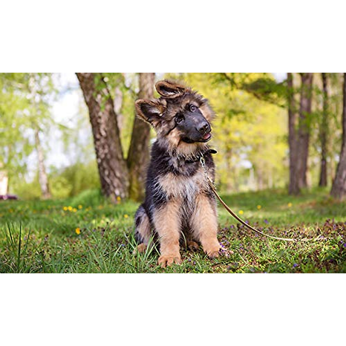 dog digestive chews - DOG DIGESTIVE AID PROBIOTICS - NATURAL APPROACH - SOLUTION TO BAD BREATH AND GAS - COUNTER DIARRHEA - dog probiotics treats - 2 Bottles (120 Treats)