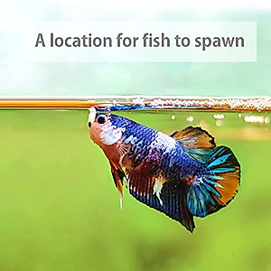 Premium Indian Almond Leave. Aquarium Decorations Size 6-9" Pack 50g(20-25 Leaves). Catappa Leaves Rich in Tannin. Superb to be Health Better, Vitality, Succesful Breeding! of Shrimp & Betta Fish Tank