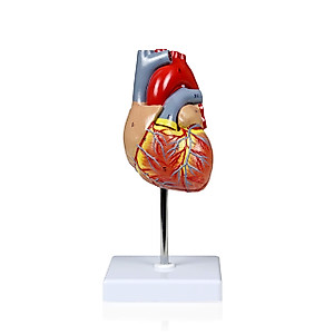 Vision Scientific VAC405-AN Life-Size Human Heart | 2 Parts | Anterior Wall Detachable to Reveal Ventricles, Atria, Valves, and The Aorta | Labelled Diagram Included