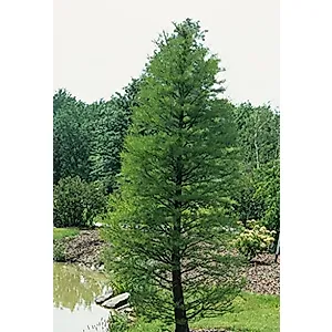 Pond Cypress | 10 Live Trees | Taxodium Ascendens | Wet Tolerant Fast Growing Shade Tree
