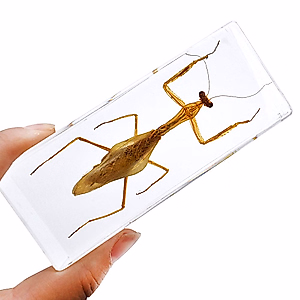 Cherish XT Insect Display Taxidermy Mantis Hierodula patellifera Praying Mantis Specimen Paperweight Science Clammroom Speciemn for Science Education