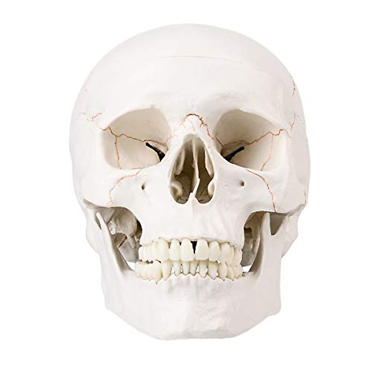 LYOU Human Skull Anatomical Model, New Version Life Size 3 Part Adult Human Anatomy Head Skeleton Model with Removable Skull Cap and Moving Jaw, Hand-Painted in Color Suture Line