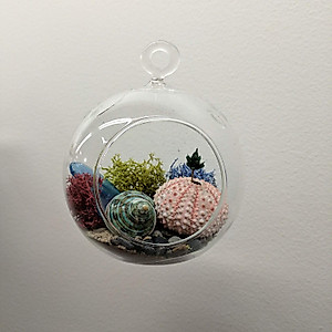 WGV Hanging Terrarium Globe, Width 8", Height 9", DIY Air Succulent Planter, Clear Glass Vase Orb with Flat Bottom, Candle Holder for Windowsill Outdoor Garden Decor, 6 Pieces Bulk