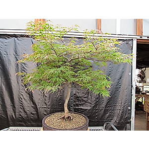 69 Year Old Red Dragon Japanese Maple Specimen Bonsai Tree