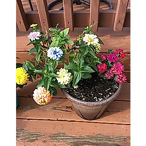 5G Mixed Zinnia Flower Seed Easy to Grow Plant