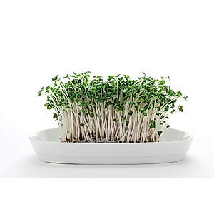 Nature Jims Sprouts Broccoli Sprout Seeds - Certified Organic Broccoli Sprouting Seeds for Indoor/Outdoor Use - Rich in Sulforaphane Healthy, Nutritious Broccoli Seeds Sprout in 5 Days - 8oz