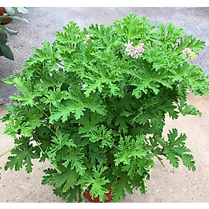 1500 Non-GMO Plant Seeds- Home Heirloom Garden Perennial Plant Seeds for Planting