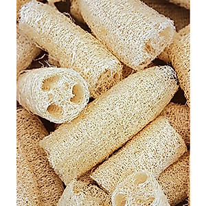 Burpee Ornamental Luffa Gourd Seeds 25 seeds