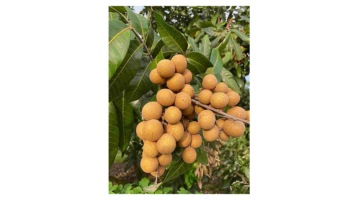 Longan Tree Live Plant, Longan Fruit Tree Seedlings 6 to 10 Inc Height ...