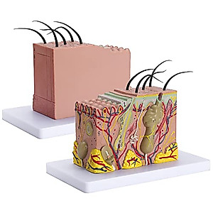 Healthible Skin Anatomy Model - 35X Enlarged Anatomical Skin Layer Structure Model Skin Anatomical Model with Hair for Science Classroom