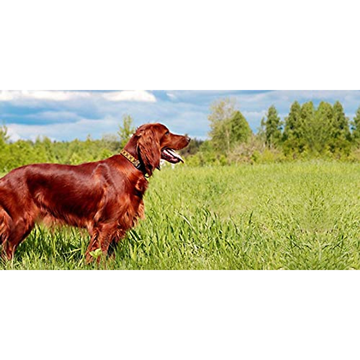 Dog Healthy Coat Vitamins - Dog Hair and Coat Health - Skin Itch Relief - Nail Health - Dogs Vitamins for Hair - 2 Bottles (120 Tablets)