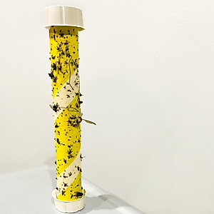 Glow-in-The-Dark Fly Stick by Trappify: Premium Indoor & Outdoor Fly Traps | Water-Resistant Sticky Trap for Fruit Fly Traps for Indoors, Gnat Traps for House Indoor, and Fly Trap Indoor (4 Pack)