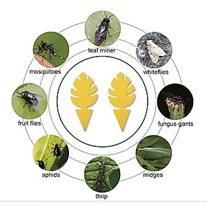 30 Pcs Yellow Sticky Trap for Indoor Gnats Dual Sided by Grow Margo - Fruit Fly Traps for Indoors - Plant Sticky Traps for Gnats - Plant Gnat Stix - Plant Fly Sticky Trap Sticks