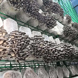 Synthetic Filter PaperStickers, 20 mm, 0.3 μm, Monotub Filter, Filter Discs Mycology - MonotubMushroom Fruiting Chamber Synthetic Filter Disc (30)