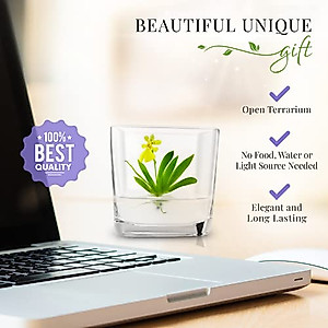 BLOOMIFY Miniature Orchid Terrarium, Open Pot Design, Maintenance Free, 3" Glass Votive