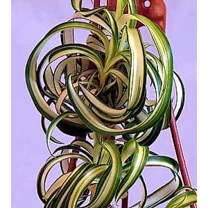 Bonnie Curly Spider Plant - Easy - Cleans the Air - 4" Pot - Grown by Hirt's Gardens