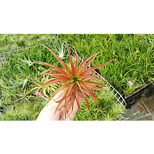 TDG The Drunken Gnome Tillandsia Air Plants Assorted Variety Pack, 3 X-Large