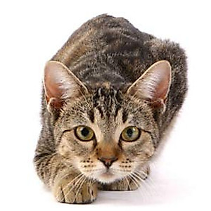 Vitamin Supplement for Cats - Ultra CAT Vitamins - Mineral Supplement - Premium Chews - cat Vitamin Treats - 180 Treats (2 Bottles)