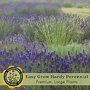 Clovers Garden English Lavender (Lavandula) Hidcote Blue Plants – Two (2) Live Plants – Non-GMO - Not Seeds - Each 4" to 8" Tall – in 4" Inch Pots - Compact Growth