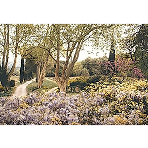 An American in Provence: Art, Life and Photography