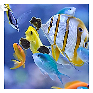 Easy Reefs Masstick Marine Fish Food (42 gm)