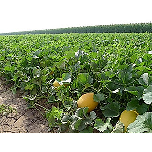 Plastic Melon Support Cradle for Watermelon-Pumpkin-Squash - Holds up to 20 lbs(24 PCS)